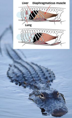 Gator Aids: Gators squish lungs around to dive and roll