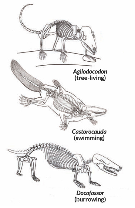 Earliest tree-dweller, burrower join mammal tree of life Earliest tree-dweller, burrower join mammal tree of life