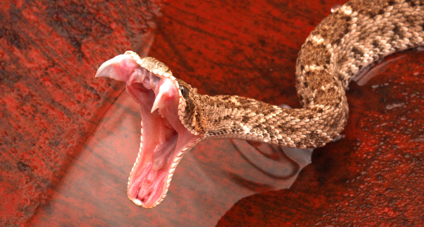 Eastern Diamondback Rattlesnake Bite Eastern Diamondback Rattlesnake Bite