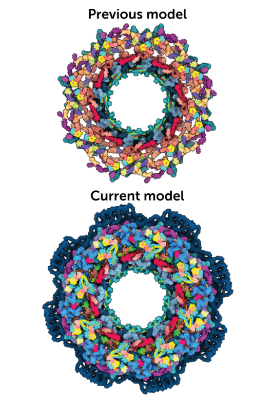 AlphaFold's AI protein-structure predictions have limits | Science News AlphaFold's AI protein-structure predictions have limits | Science News