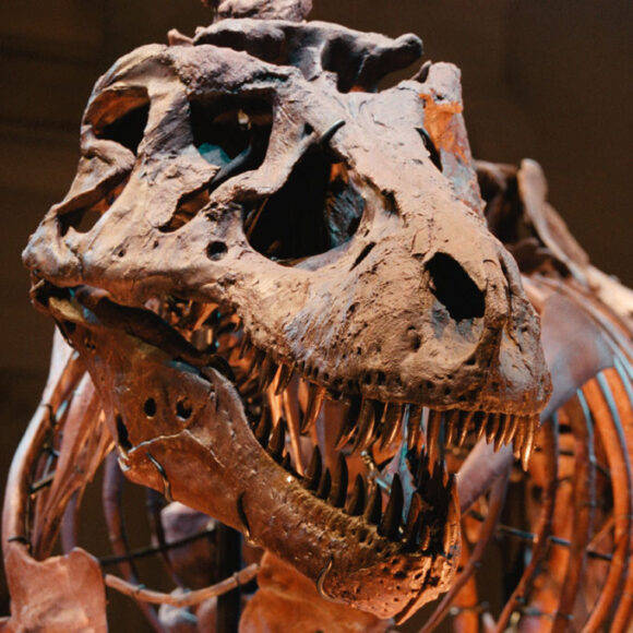 Why the sale of a T. rex fossil could be a big loss for science