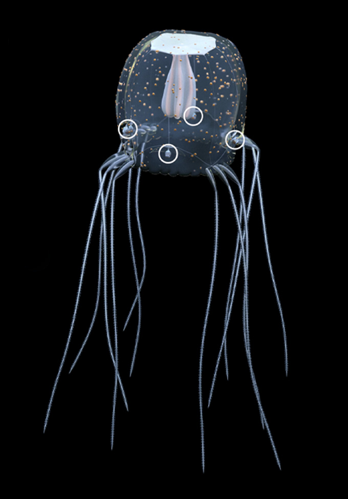 These brainless jellyfish use their eyes and bundles of nerves to learn - Ideas and Discoveries