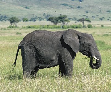 Big Mimics: African elephants can learn to copy sounds