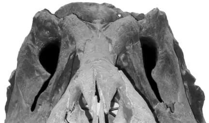 Sight for 'Saur Eyes: T. rex vision was among nature's best