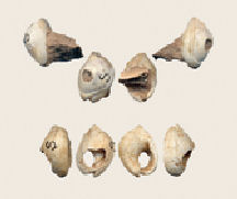 Shells may represent oldest known beads