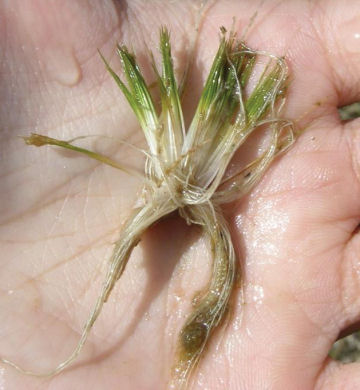 Floral Shocker: Blooms shake roots of flowering-plant family