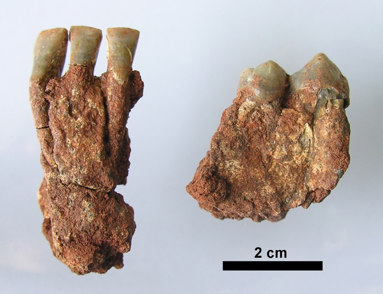 China was an ancient-ape paradise
