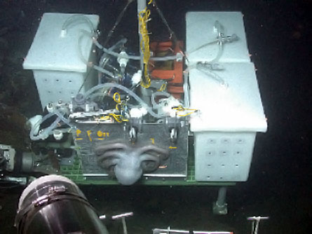 Deep sea viruses are an unexpected ringer