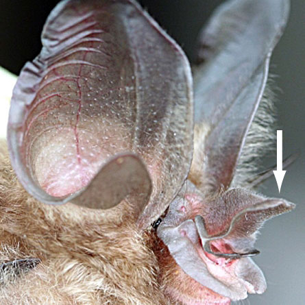 Bat face shapes sound