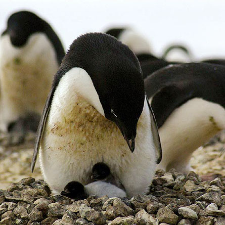 Penguin DNA evolving faster than thought