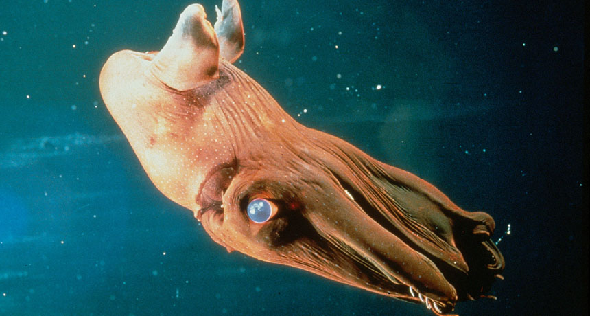 The real vampire squid
