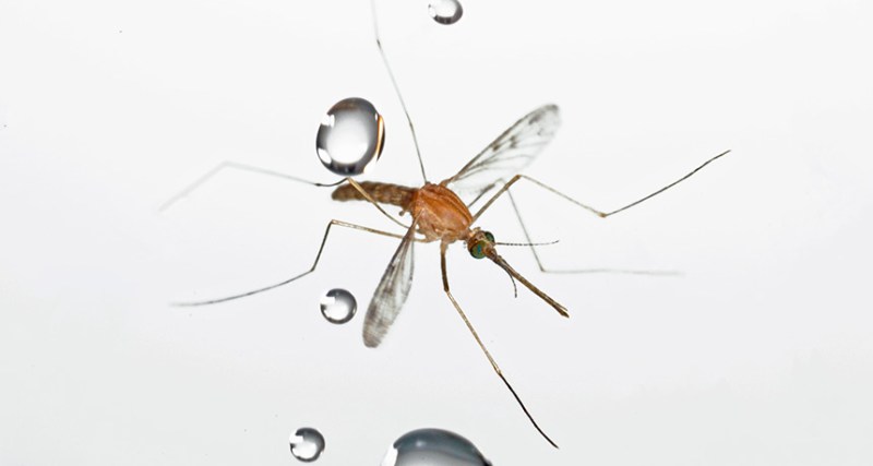 How a mosquito survives a raindrop hit