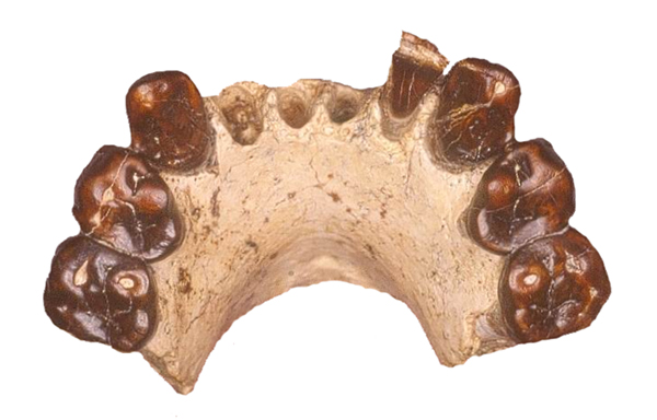 Ancient hominid had an unusual diet