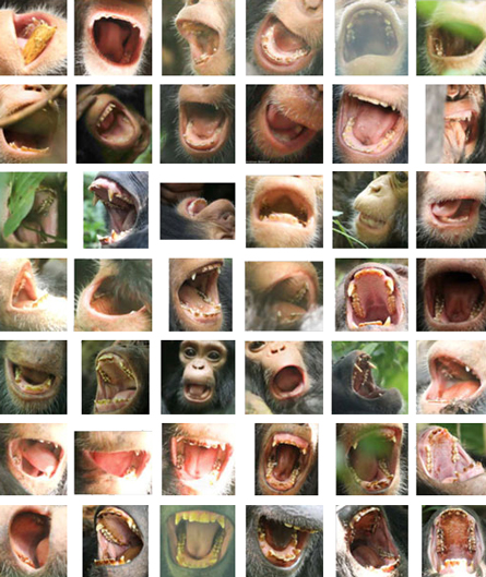 Chimps' baby teeth don't predict weaning