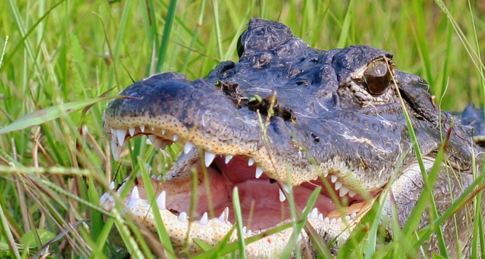The secret behind the alligator's toothy smile