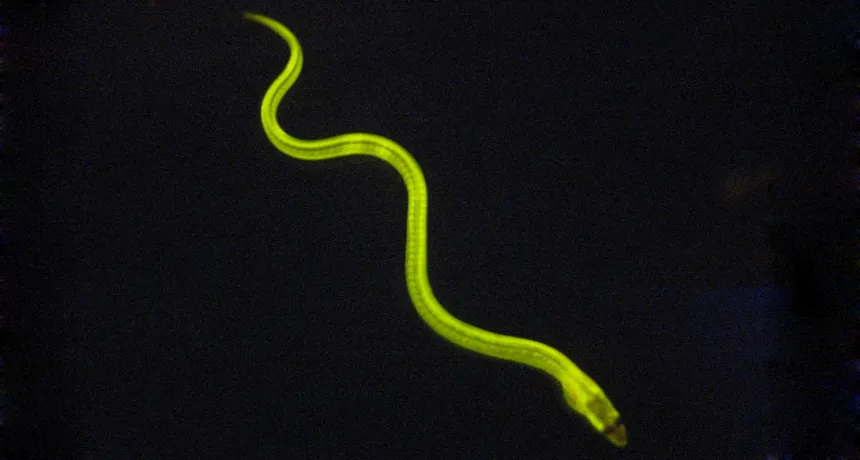 An eel's glow could illuminate liver disease