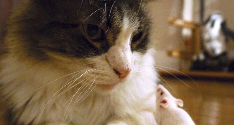 Mice lose cat fear for good after infection