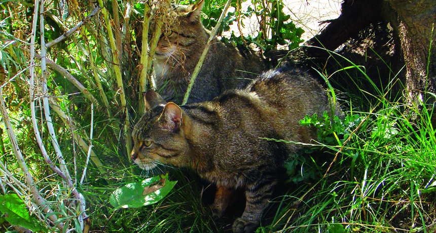The daemon cat that never was | Science News