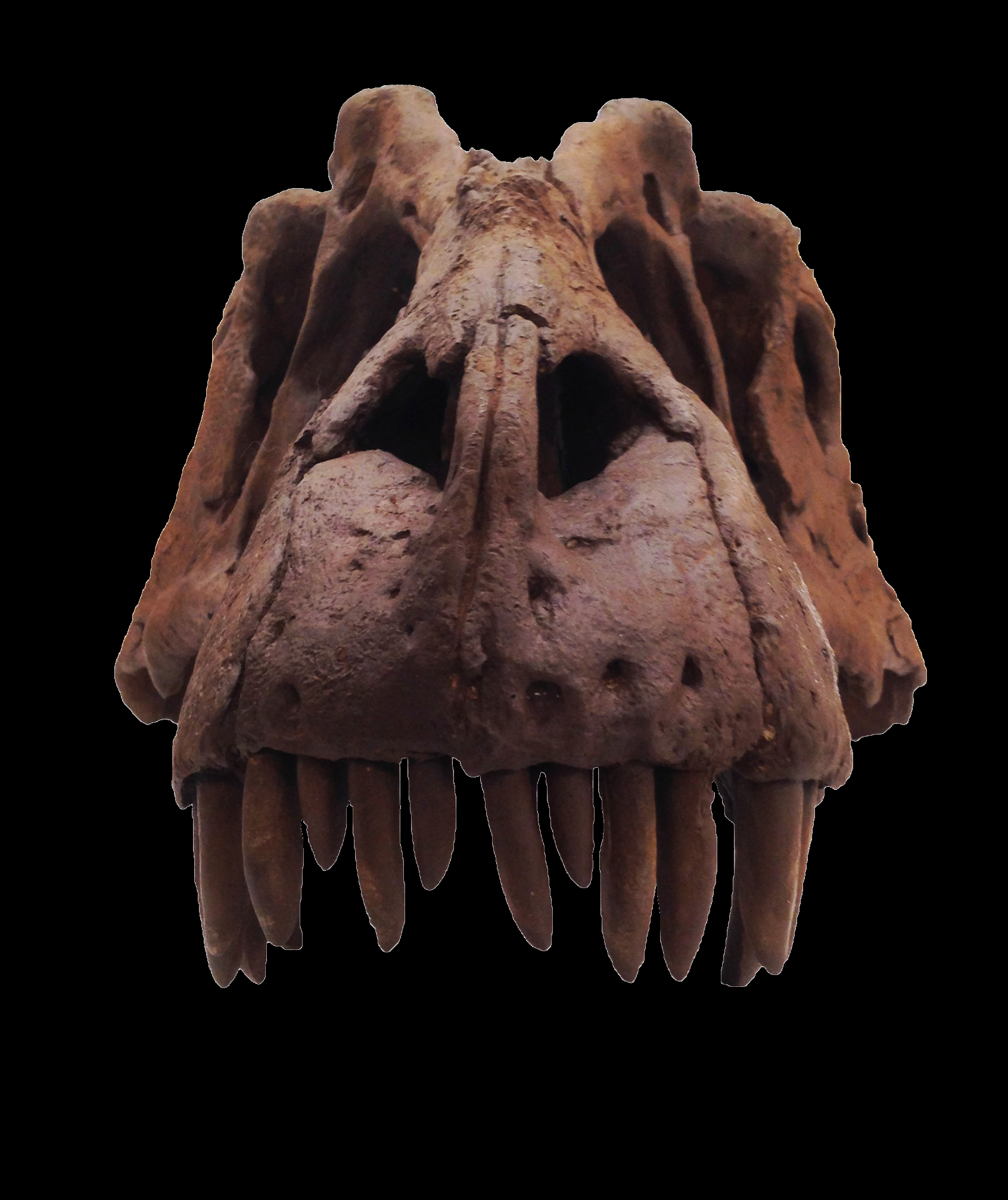 Oldest known T. Rex relative found in Utah | Science News
