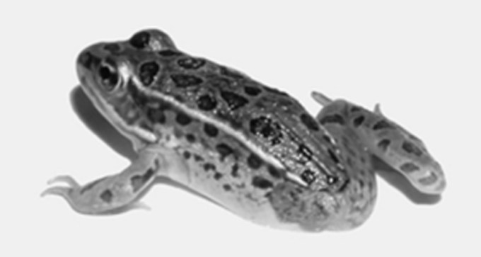 Malformed frogs rarer than thought | Science News