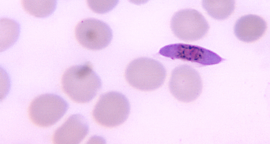 Compounds defeat malaria at every step