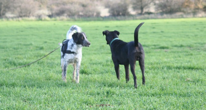 Wag the dog: When left vs. right matters | Science News