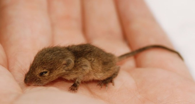 Excess activity shrinks blood vessels in baby mouse brains | Science News