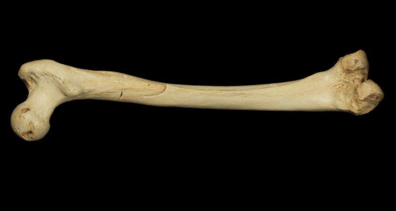 Ancient hominid bone serves up DNA stunner