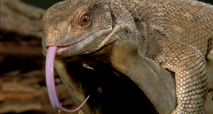Lizard breath has surprising birdlike flow
