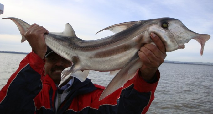 Elephant shark genome small and slow to evolve | Science News