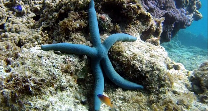 Finally, evidence that a starfish’s eyes let it see | Science News