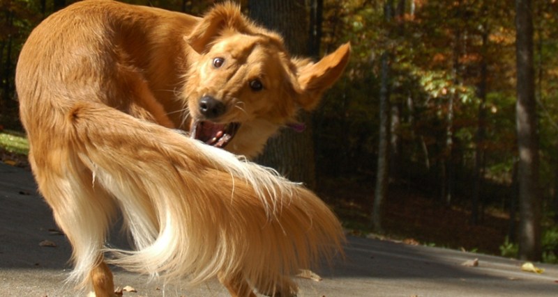 Genes involved in dog OCD identified | Science News