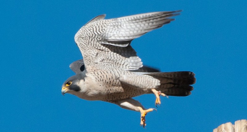 Secret feather flaps help a falcon control its dive | Science News