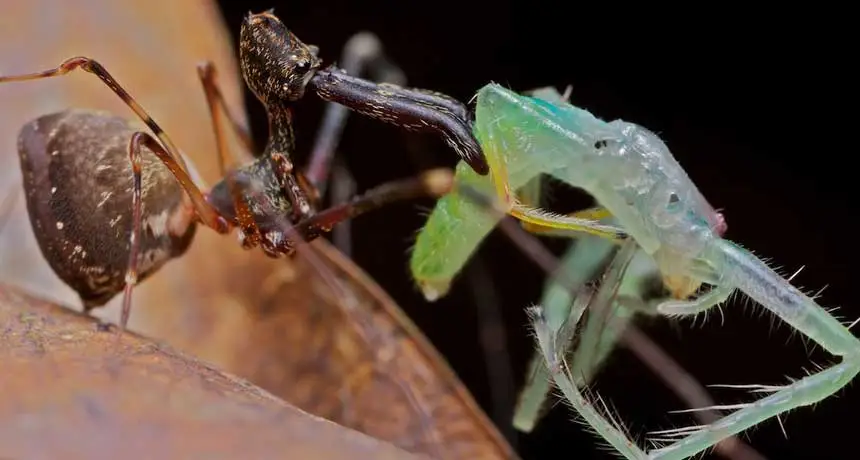 Pelican spiders: slow, safe assassins