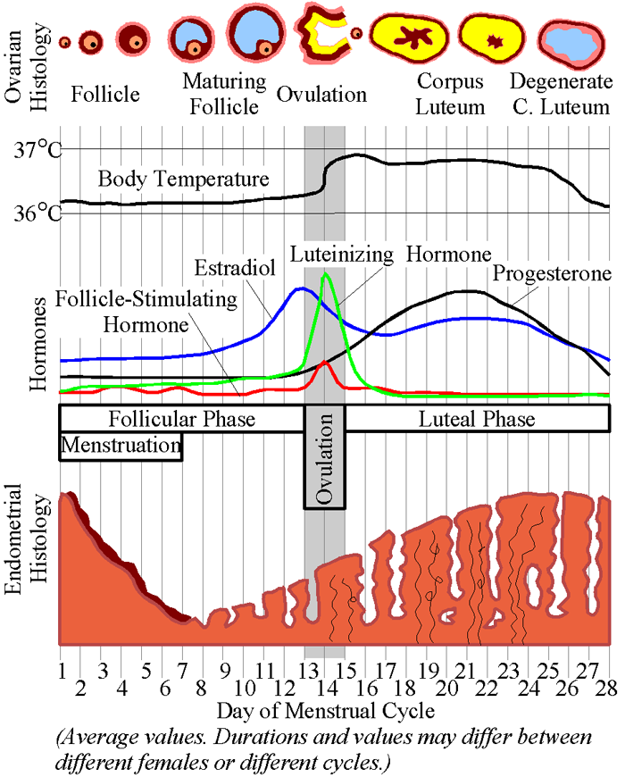 Could the menstrual cycle have shaped the evolution of music? | Science ...