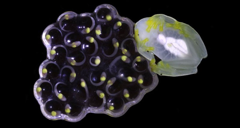 Abandoned frog eggs can hatch early