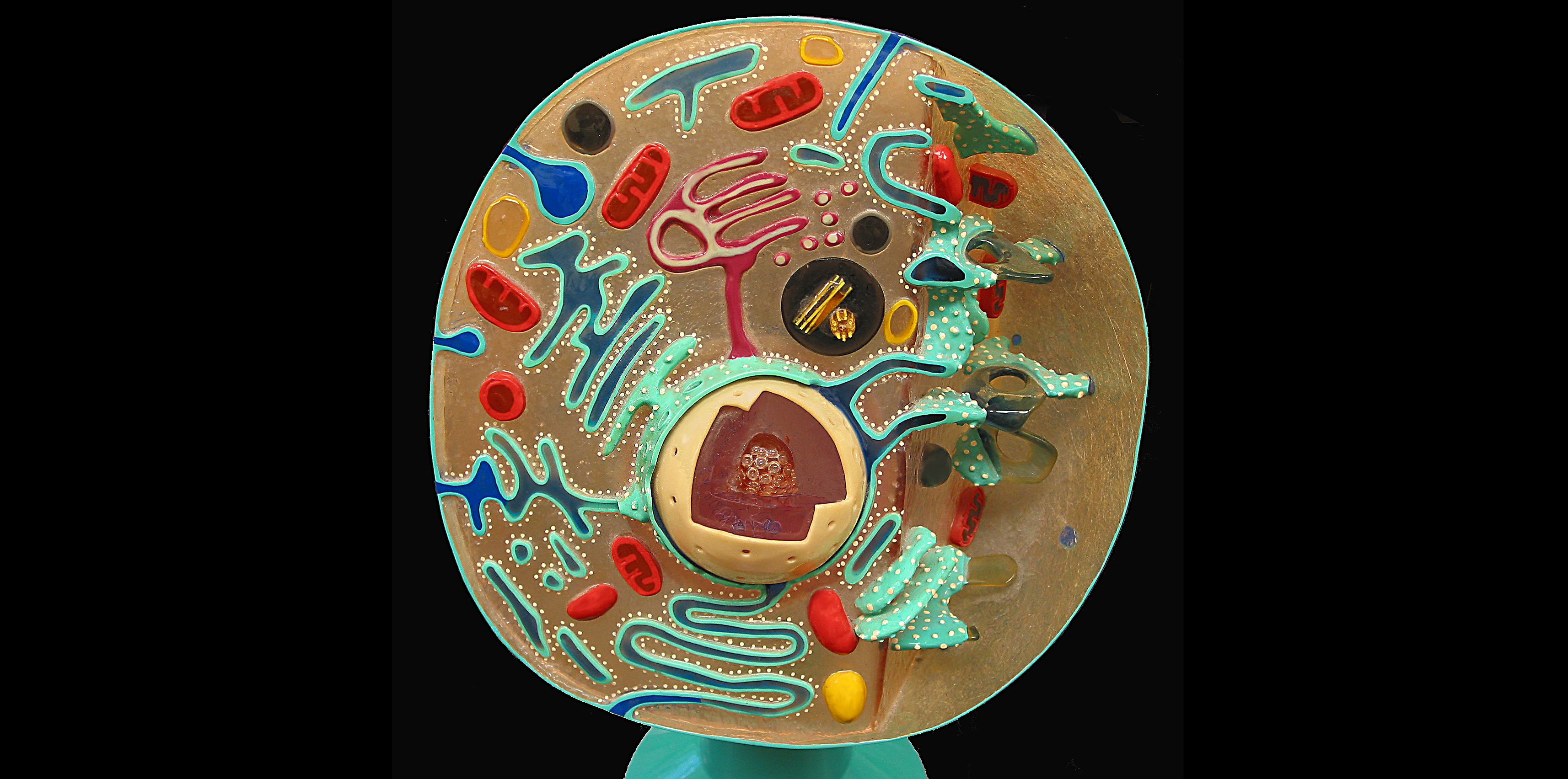 How cells keep from popping | Science News