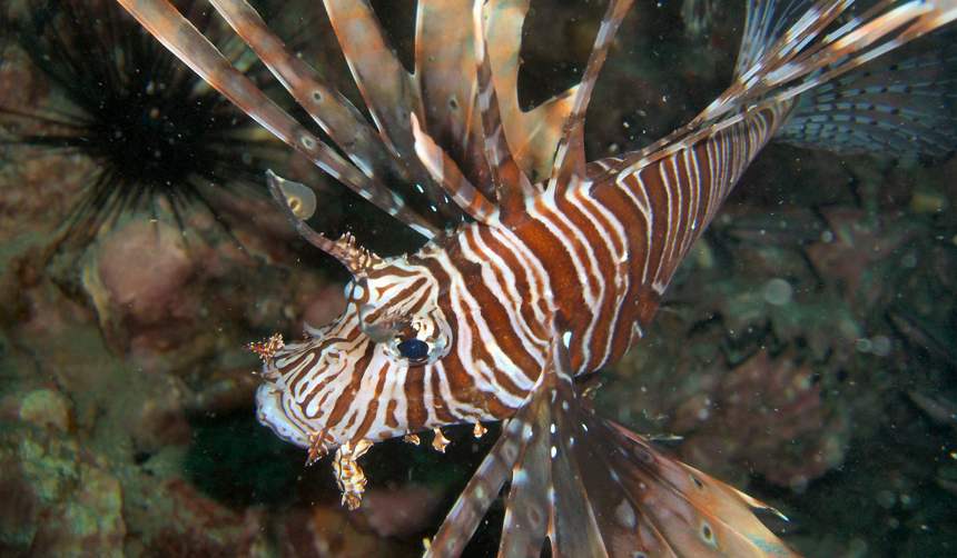 Lionfish grow wary after culling | Science News