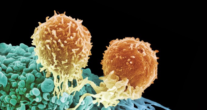 Designer T cells emerge as weapons against disease