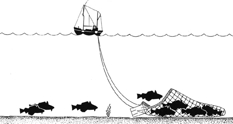 Deep-sea trawling threatens oceans' health | Science News