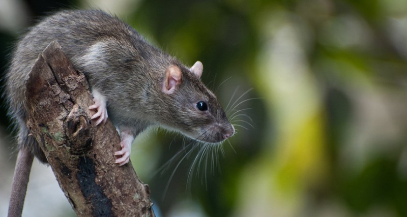 Rats feel regret, experiment finds