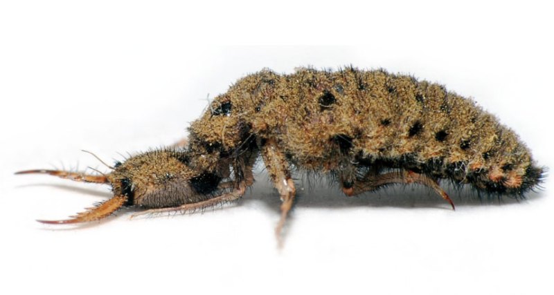 Ant lions hunt despite sealed lips