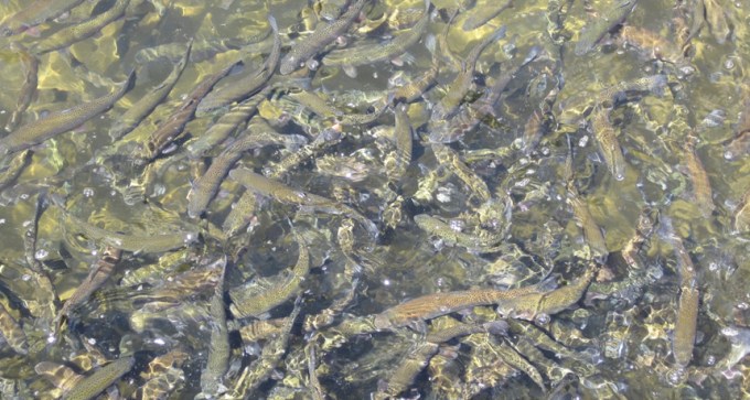 Hatcheries’ metal can disrupt steelhead magnetic sense