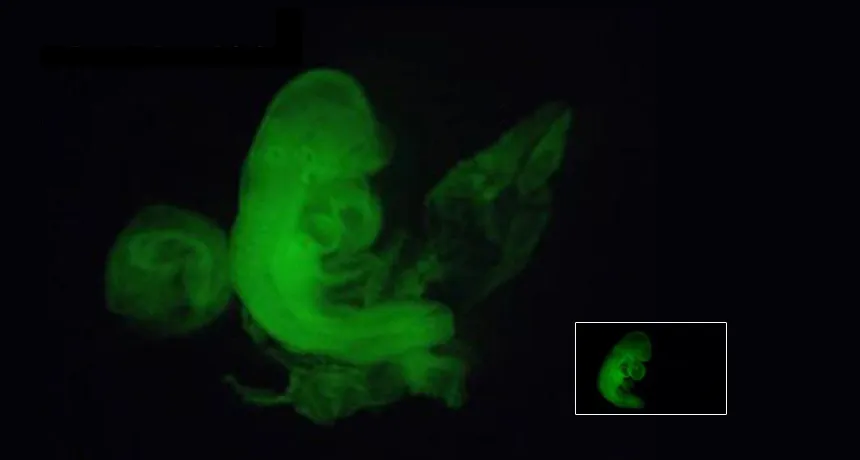 STAP cells | Science News