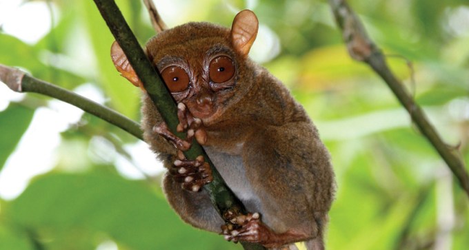 New subspecies of Philippine tarsier discovered