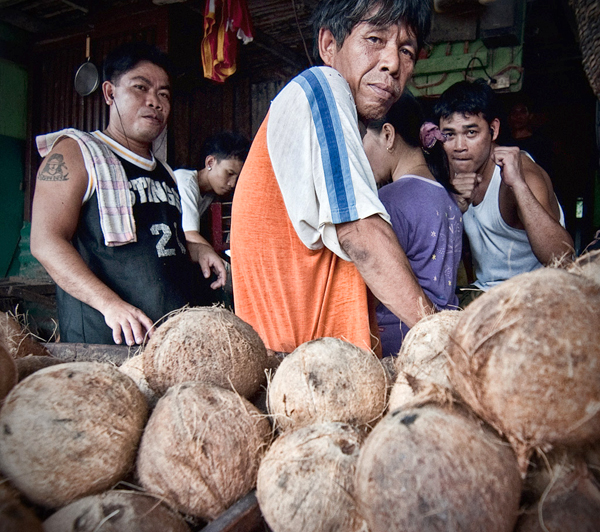 Killer bug behind coconut plague identified