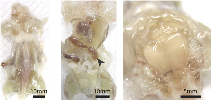 Clearing up anatomy with a see-through mouse | Science News
