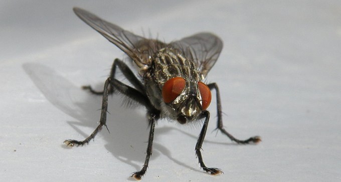 House fly's genome hints at detox genes | Science News
