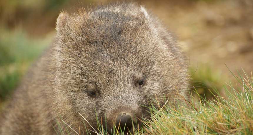 Dangerous Australian Animals For Kids