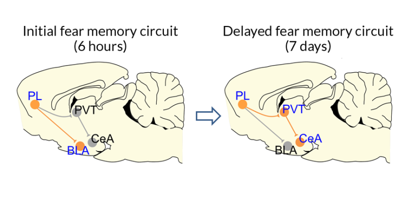 Newly identified brain circuit hints at how fear memories are made